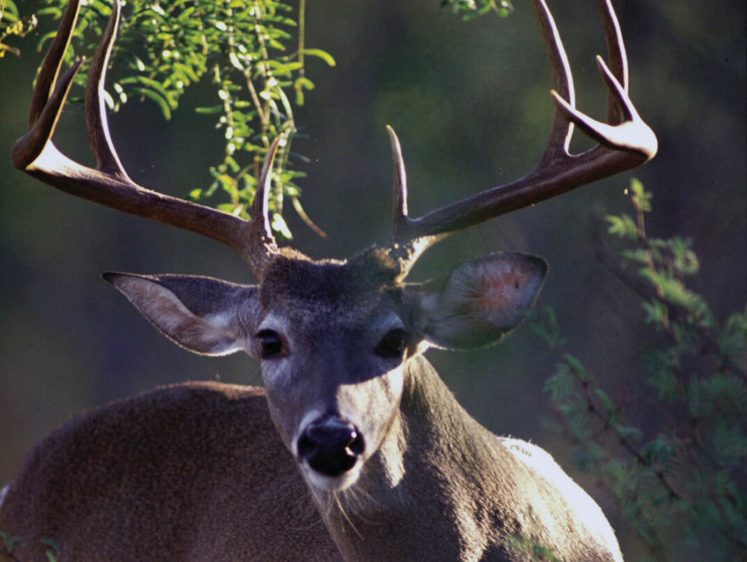 DEER SEASON OPENS SATURDAY