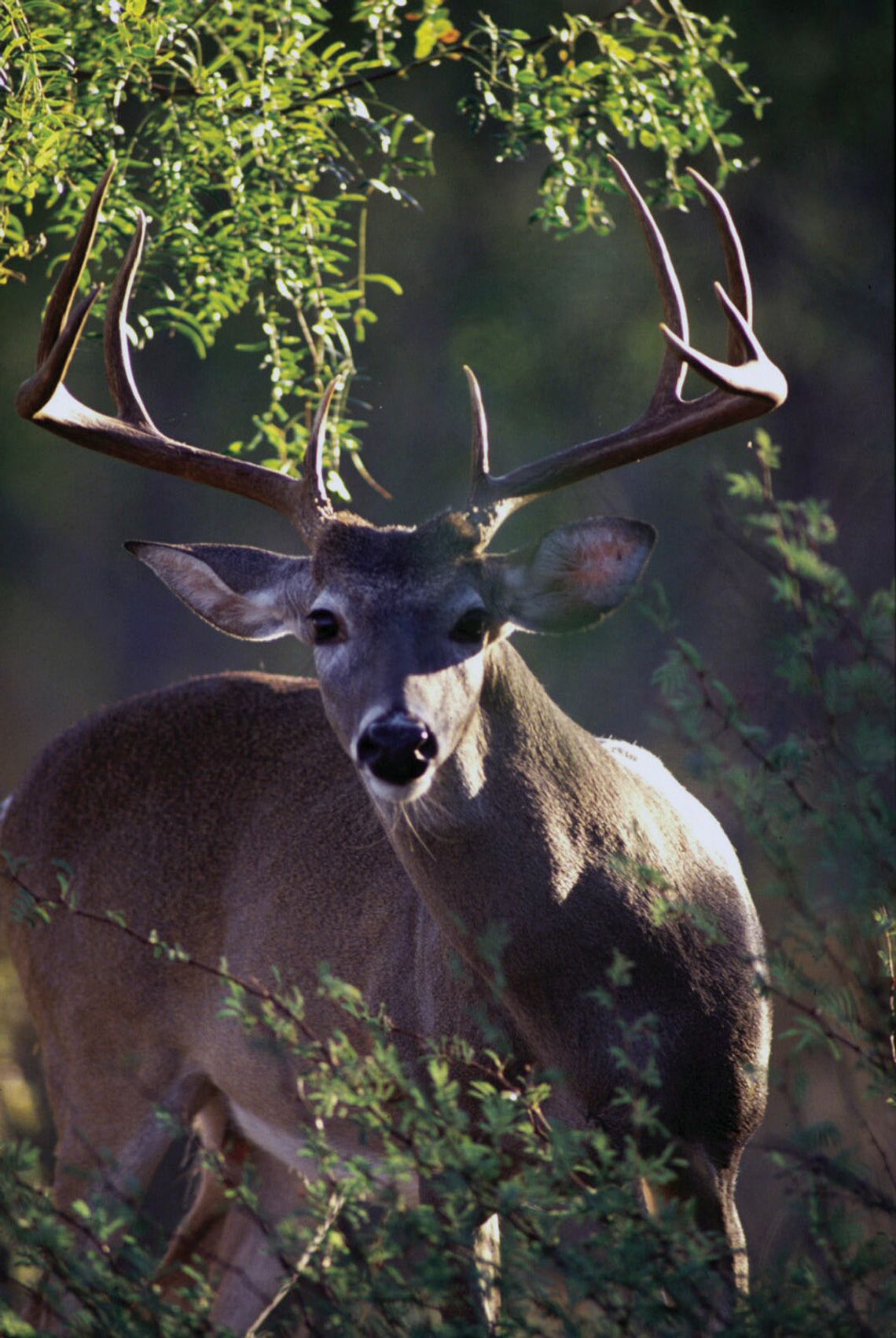 DEER SEASON OPENS SATURDAY